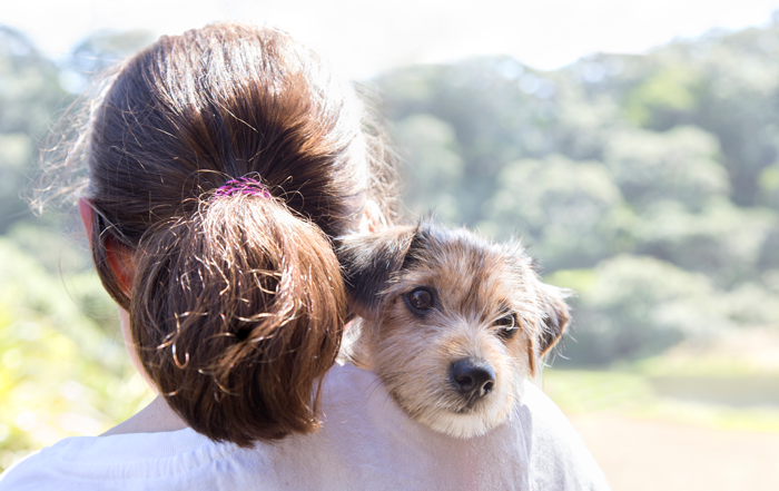 10 must do's when you get a puppy | Southern Cross Pet Insurance